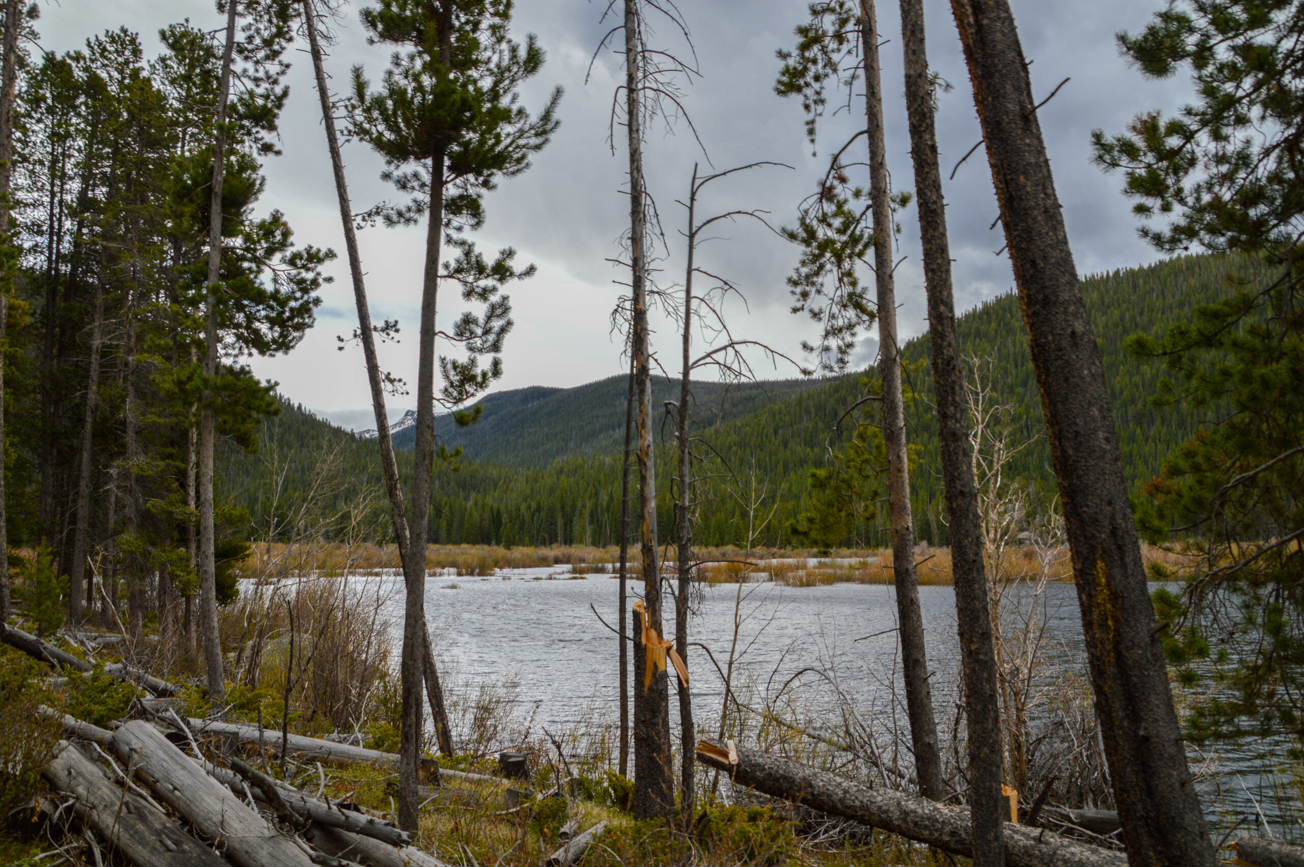 Monarch Lake Trail - an Unexpected but Unbelievable Hike · Monica Rose ...